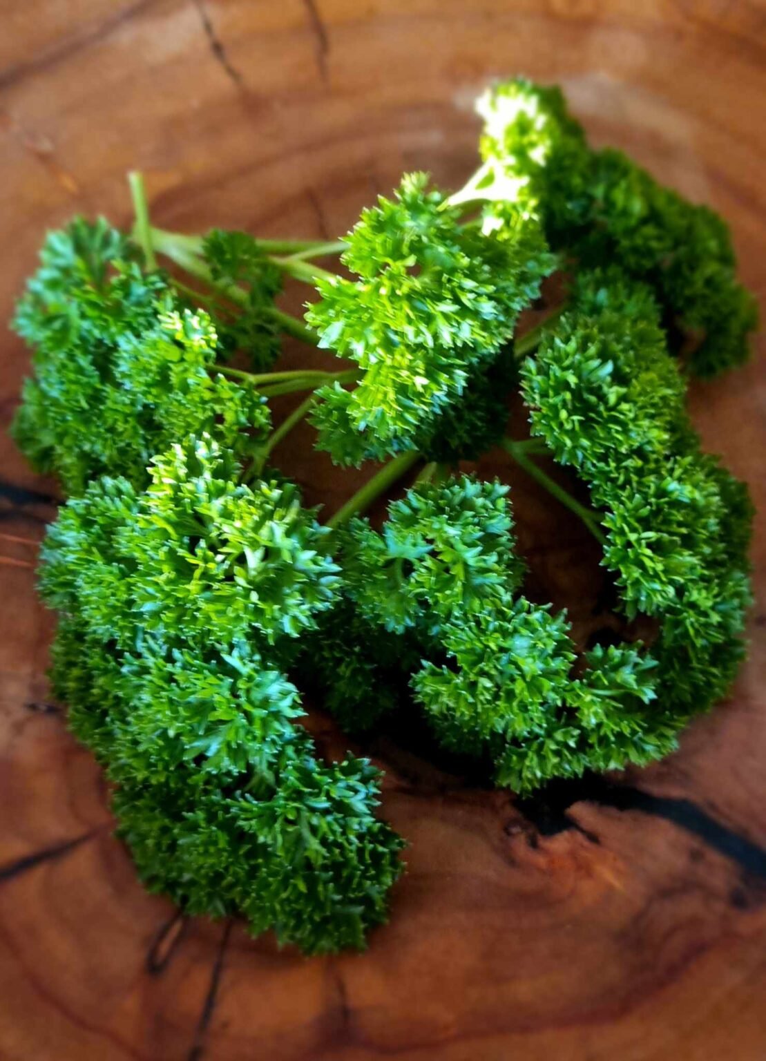 Parsley Essential Oil 15 Powerful Benefits & How to Use It - Nature ...