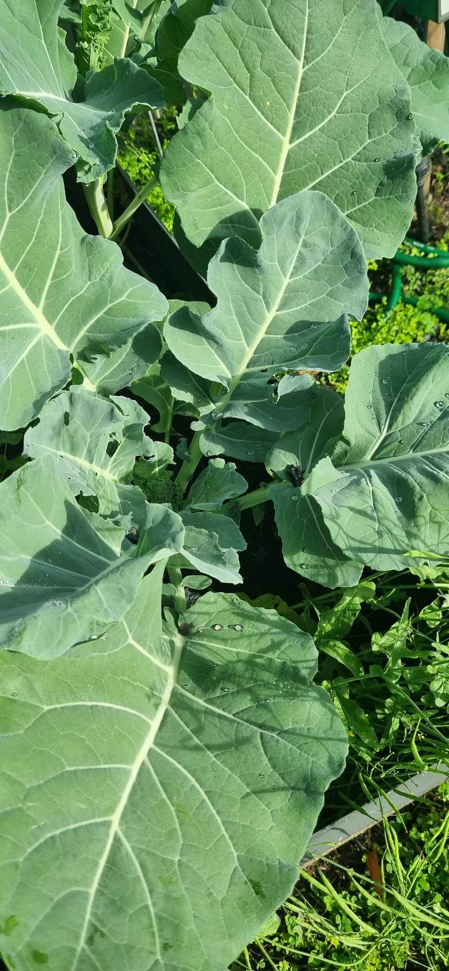 Broccoli Leaf Soup: Creamy, Nutritious, and Easy to Make - Nature ...
